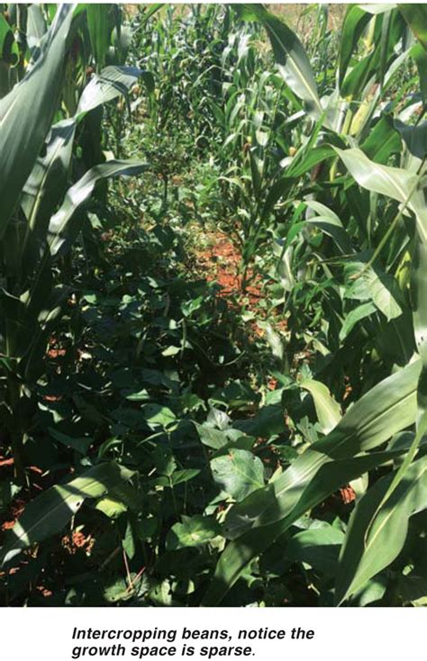 The Pros Cons Of INTERCROPPING