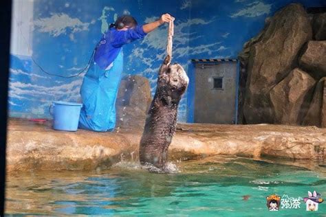 九州景點｜福岡水族館海洋世界海中之道～海豚海獅表演秀海獺餵食秀～親子遊首選 日本旅遊板 Dcard