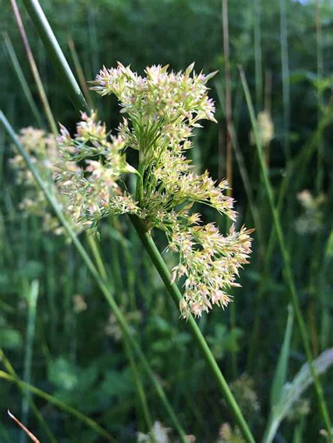 Soft Rush Juncus Effusus Puddleplants