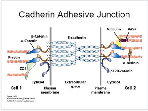 3 Cell Junctions And Extracecllular Matrix Flashcards Quizlet