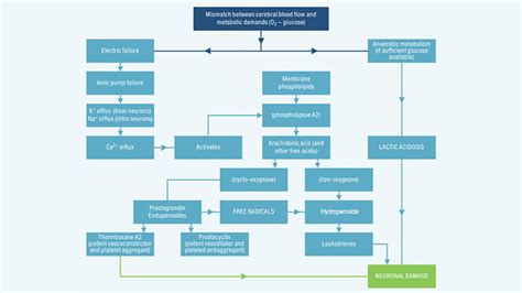 Lacunar Stroke Pathophysiology