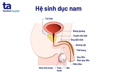 Bao Quy đầu Là Gì Như Thế Nào Là Bình Thường Các Bệnh Thường Gặp