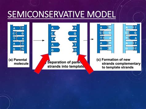 Dna Replication Ppt Download