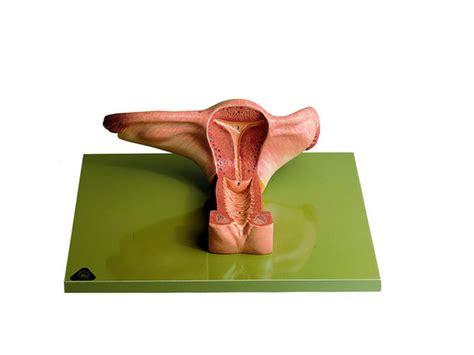 Somso® Female Genital Organs Human Biology Models