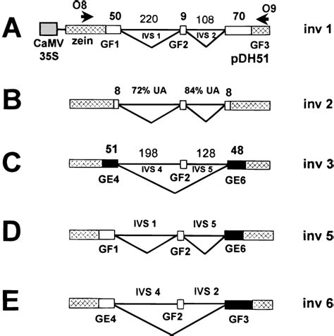 Mini Exon Splicing And Intron Swap Constructs A Inv1 A Region Of