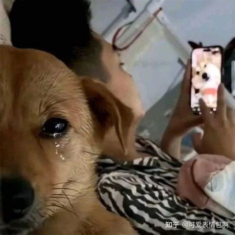 Apple U “哎 捧油”谐音梗 知乎