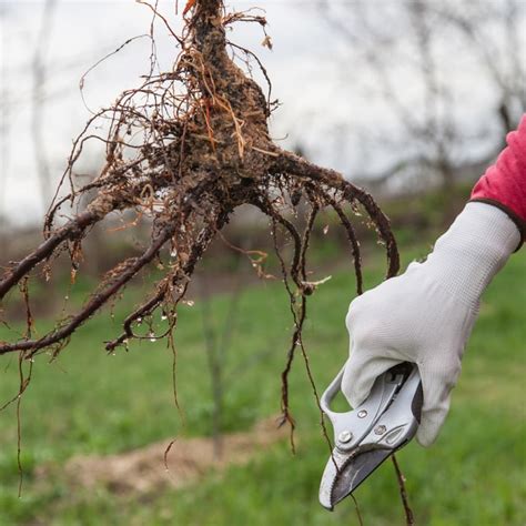 Tips For Transplanting Trees And Shrubs Caledon Treeland