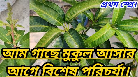 আম গাছে মুকুল আসার আগে বিশেষ পরিচর্যা।।special Care Before Budding Of Mango Tree।। Youtube