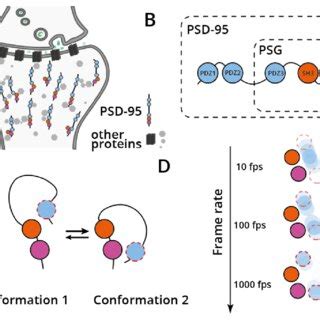 Synaptic Localization Structure And Dynamics Of Protein PSD 95 A