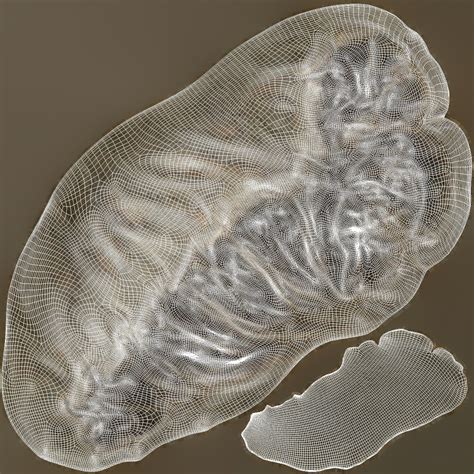 3d Fungus Fossil 18 Textured Turbosquid 2298628