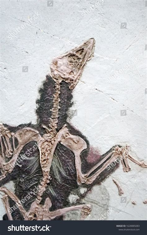 Transitional Fossils Birds