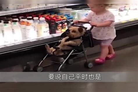 小主人把狗狗放小车上推出门，狗：害怕！你有婴儿车驾驶执照吗？小车婴儿车狗狗