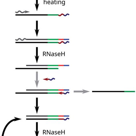Strand Invasion Based Amplification Sibathe Double Stranded Template