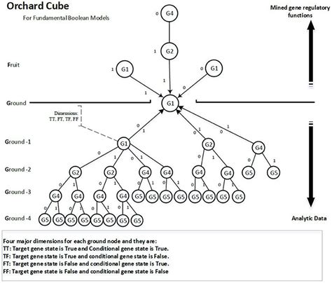 Frontiers A Novel Data Driven Boolean Model For Genetic Regulatory Networks