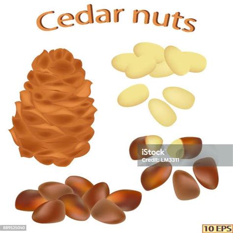 삼나무 너트 흰색 배경에 고립입니다 삼나무 견과류의 아이콘입니다 벡터입니다 갈색에 대한 스톡 벡터 아트 및 기타 이미지 갈색 개체 그룹 건강한 식생활 Istock
