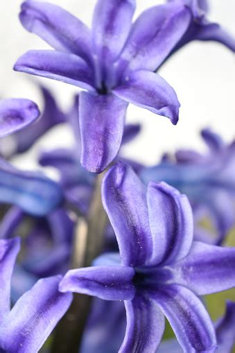 바이올렛 히아신스 Hyacinthus Orientalis 5 월에 정원에서 꽃을 피운다 푸른 보라색 히아신스의 무성한 피는 꽃