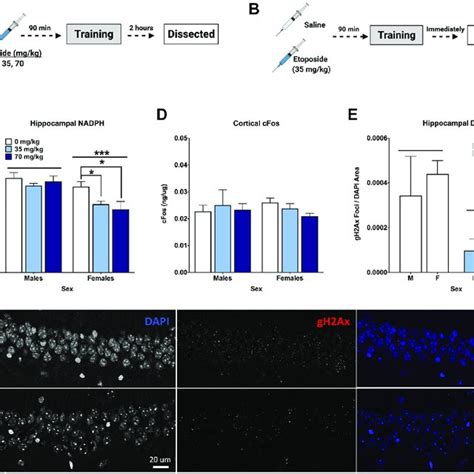 Fear Conditioning Motion And Time Freezing During Training For Mice In