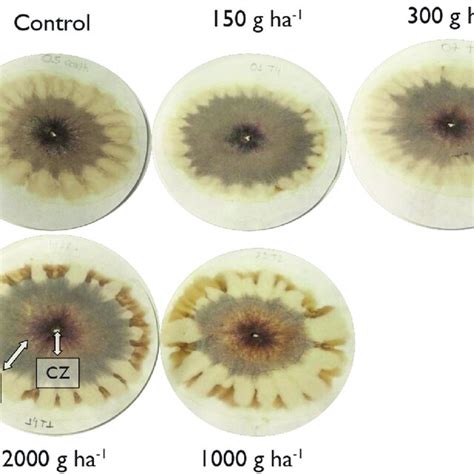 Pfeiffer Circular Chromatography Of Shrimp Tilapia Polyculture Pond