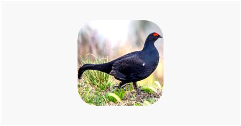 ‎Птицы Красной Книги России On The App Store