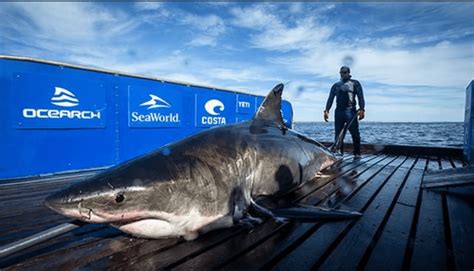 2000 Pound Great White Shark Pings Off Key Largo