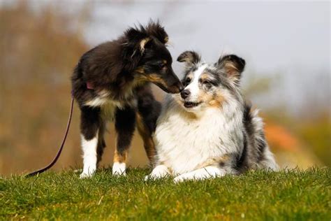 Diferencias entre border collie macho y hembra Cuál elegir
