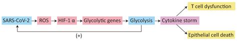 Ijms Free Full Text Metabolic Reprogramming In Covid 19