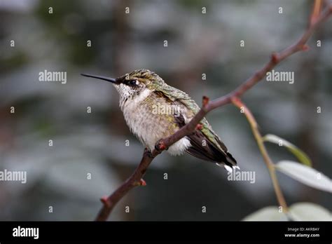 Ruby Throated Hummingbird Stock Photo Alamy