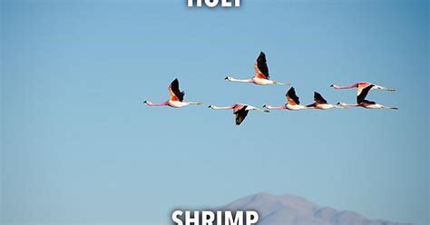 Caaa Caa Album On Imgur