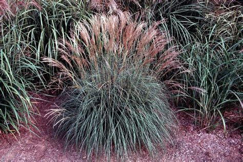 Miscanthus Sinensis Yaku Jima Dwarf Maiden Grass Siteone