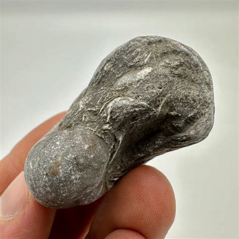 Gryphaea Shell Fossil Whitby North Yorkshire Yorkshire Fossils