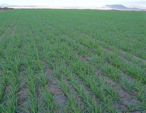 Discover The Power Of Liquadrys Organic Grass Juice Powders By Nexus