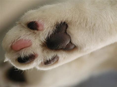 Dedos en gatos (20 fotos): ¿cuántas garras tienen los gatos en sus ...