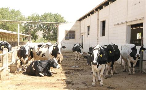 Eritrean Farmers Expect A Good Harvest Madote