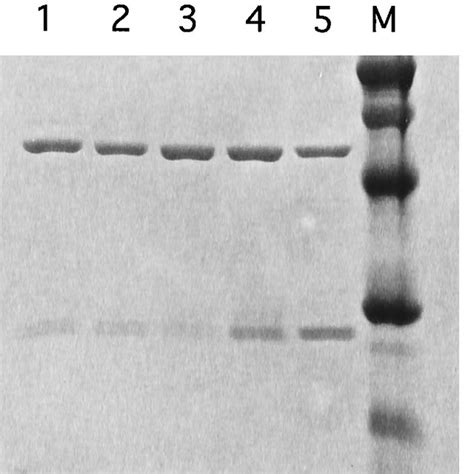 SDS PAGE Analysis Of GST Mtx2 Fusion Proteins Purified From E Coli