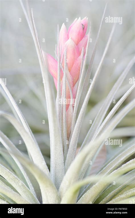 Bromeliad (Tillandsia Stock Photo - Alamy