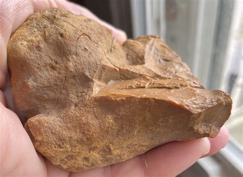 I Think I Found An Agatized Clam Fossil Id The Fossil Forum