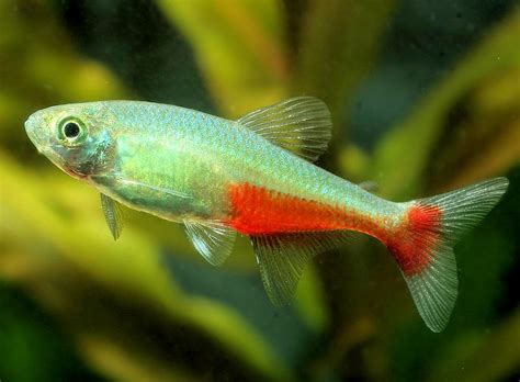 Alma DÁgua Peixes Characiformes Characidae