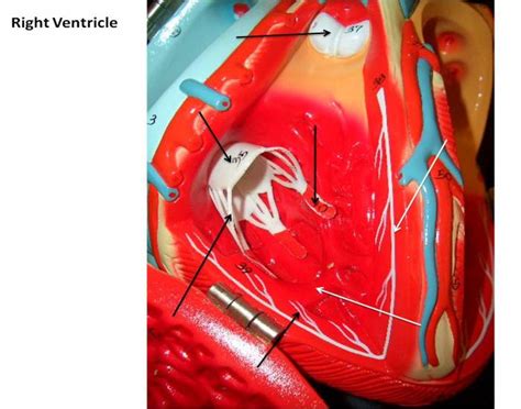 Right Ventricle 2 Quiz