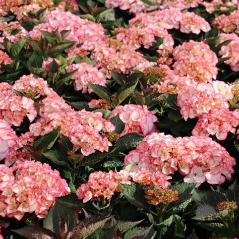 Hydrangea Macrophylla Tea Time™ Chique Warners Nurseries
