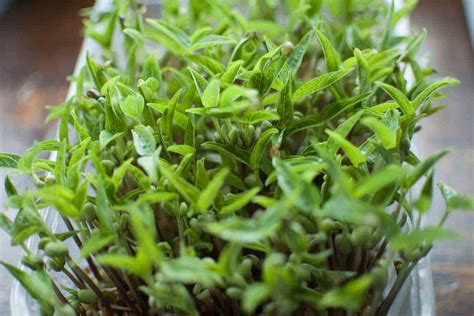 How To Grow Mung Beans Indoors
