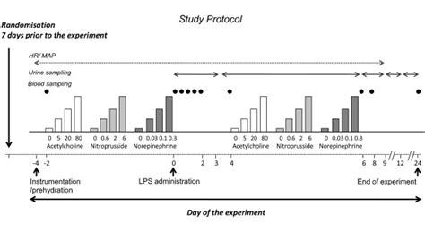Schematic Presentation Of The Endotoxemia Experiments Download