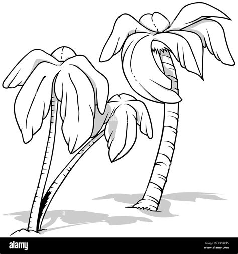 Drawing Of A Set Of Coconut Palms Stock Vector Image And Art Alamy