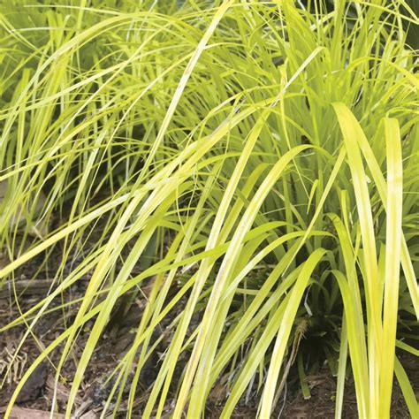 Carex Everillo Patuxent Nursery