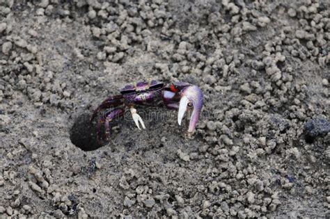 A Fiddler Grab Uca Tangeri On A Mudflat Stock Photo Image Of Beach