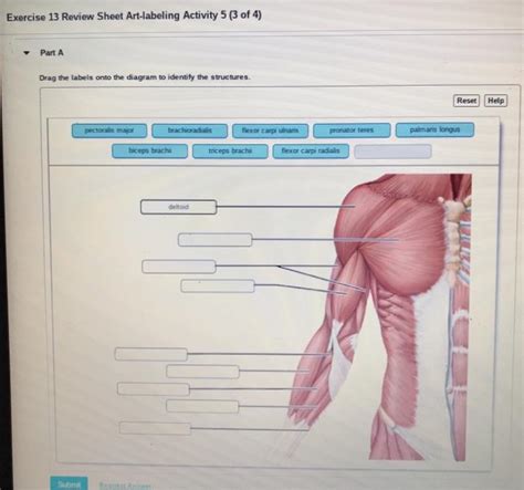 Solved Exercise 13 Review Sheet Art Labeling Activity 5 3 Chegg