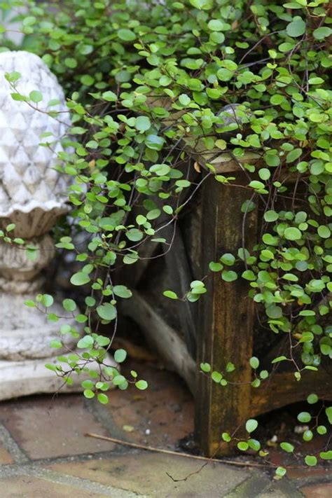 27 Best Grass Alternative Plants Balcony Garden Web