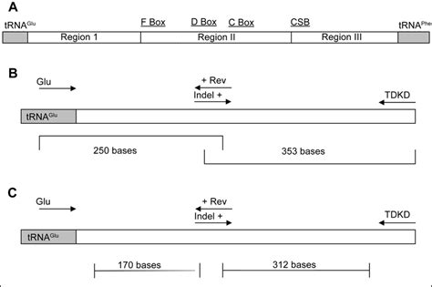 schematic representation of the mtdna locus control region [cr] under