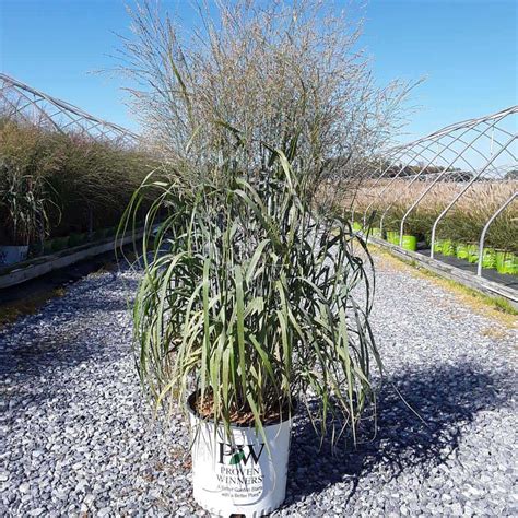 Prairie Winds® Niagara Falls Blue Switch Grass Grown By Overdevest