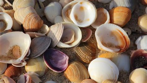 Are Crab Shells Good For Compost Finally Explained