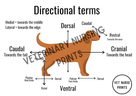 Veterinary Directional Terms Poster Etsy